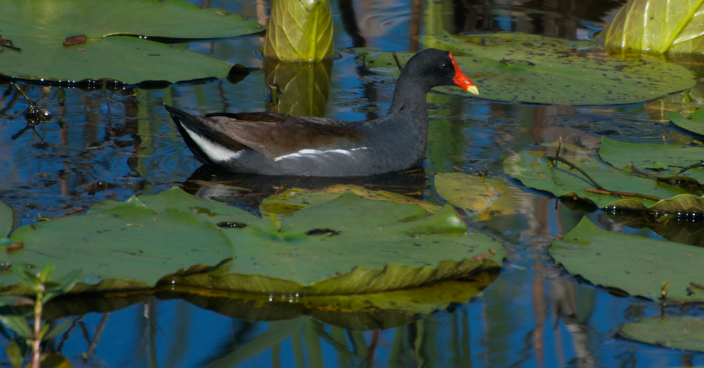 duck-homepage - Coastal Conservation League