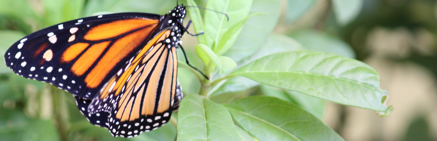 Monarch Butterfly Habitat Creation - Coastal Conservation League