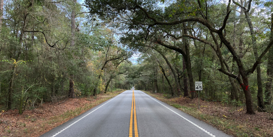 TAKE ACTION: The trees still need your voice - Coastal Conservation League