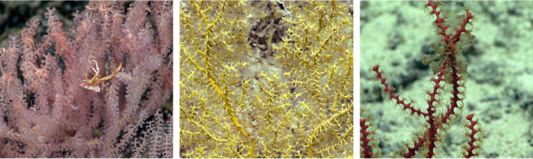 Deep-Sea Corals: Biology - Coastal Conservation League