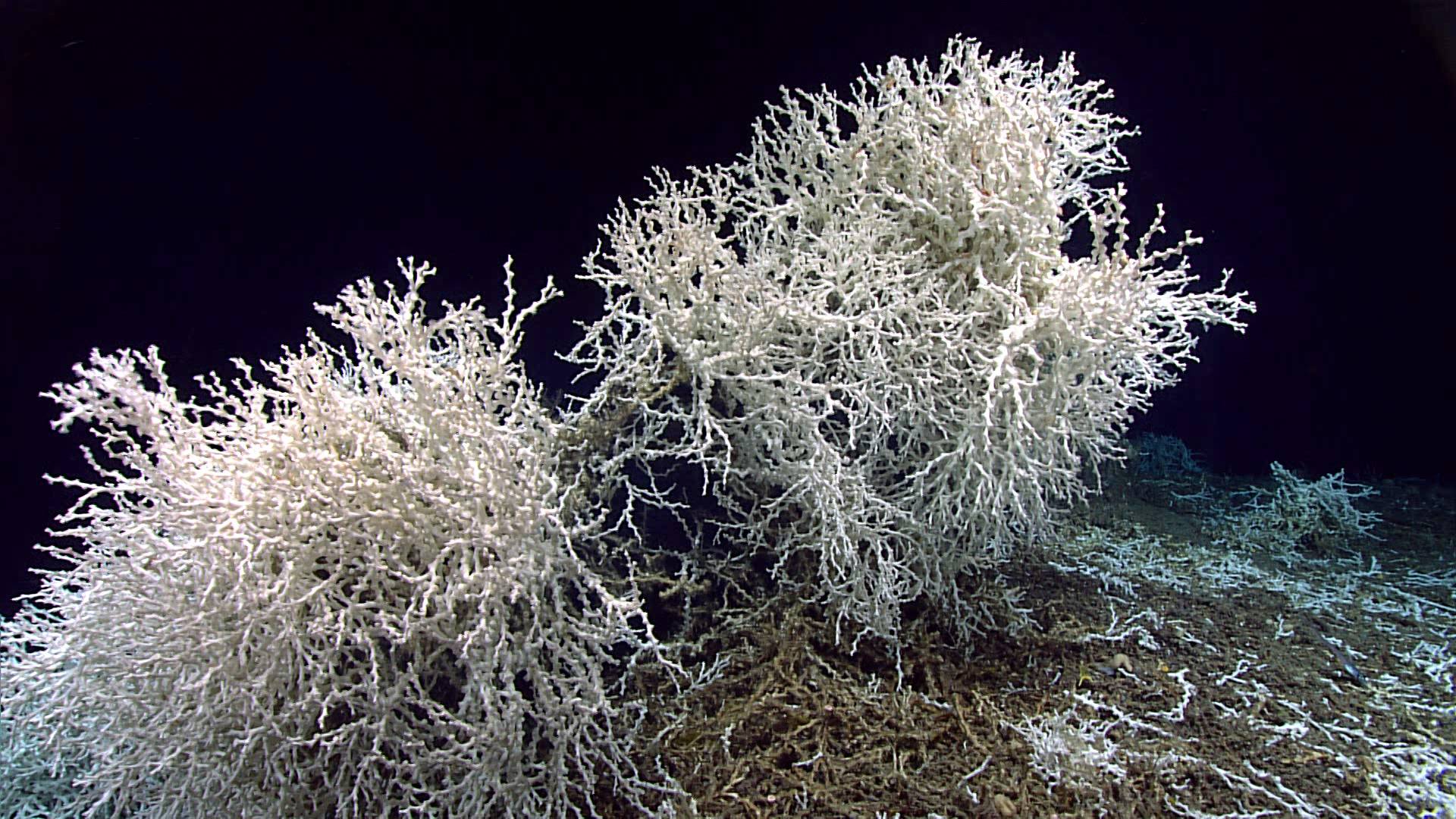 Deep-Sea Corals: Biology - Coastal Conservation League