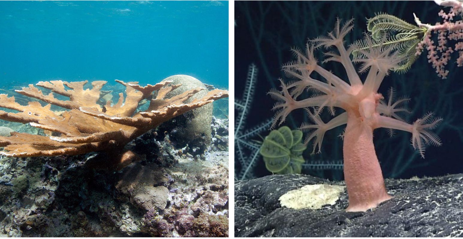 Deep-Sea Corals: Biology - Coastal Conservation League